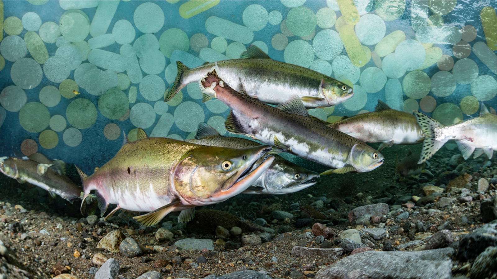 Drugged Out Salmon Are Swimming With Unprecedented Speed