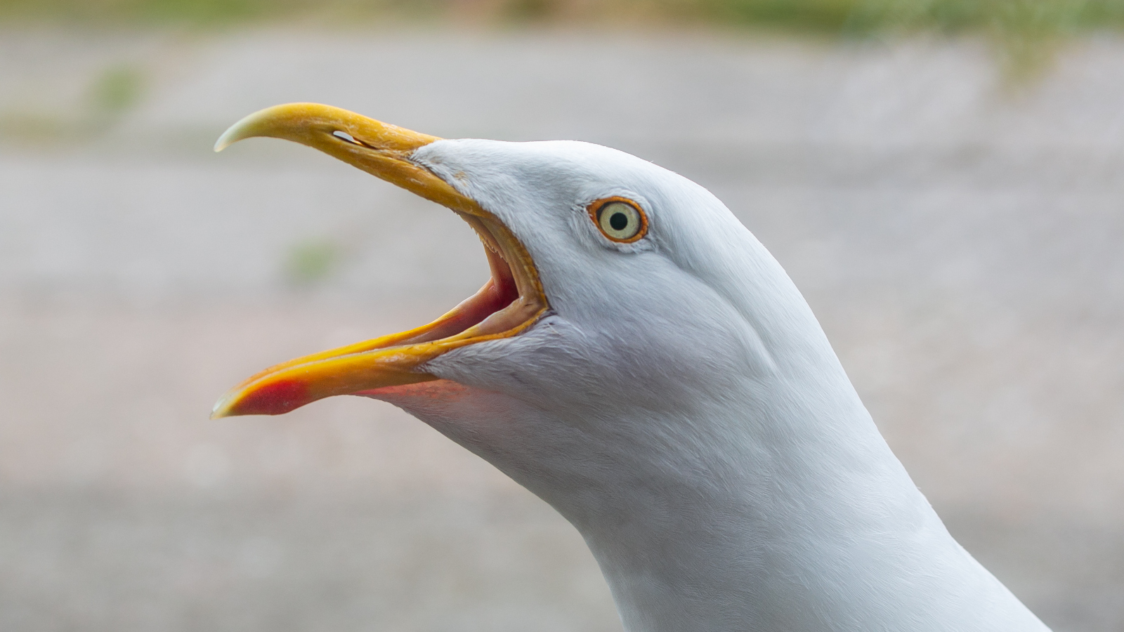 2025 European Seagull Screeching Contest Was Incredible