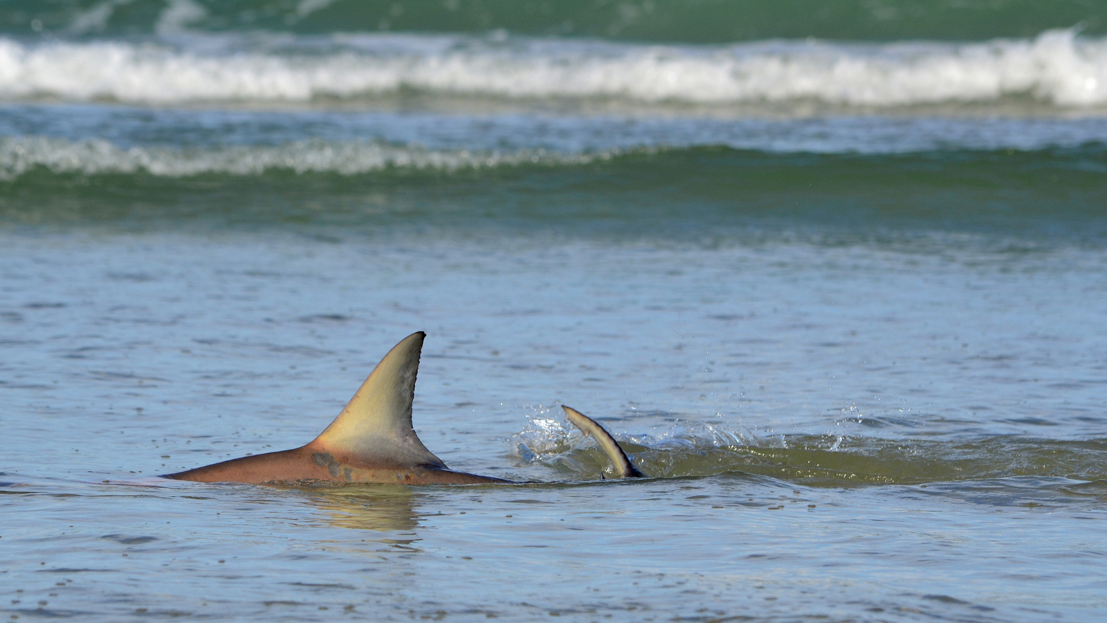 Florida Beach Crowded By Hundreds Of Migrating Sharks