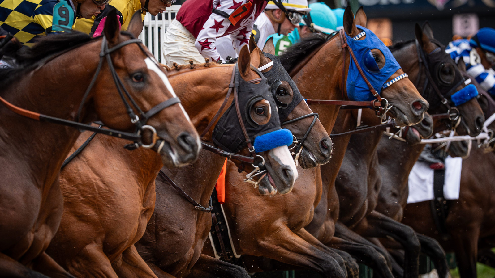 Every Single Horse Running In The 151st Kentucky Derby Is Related To ...