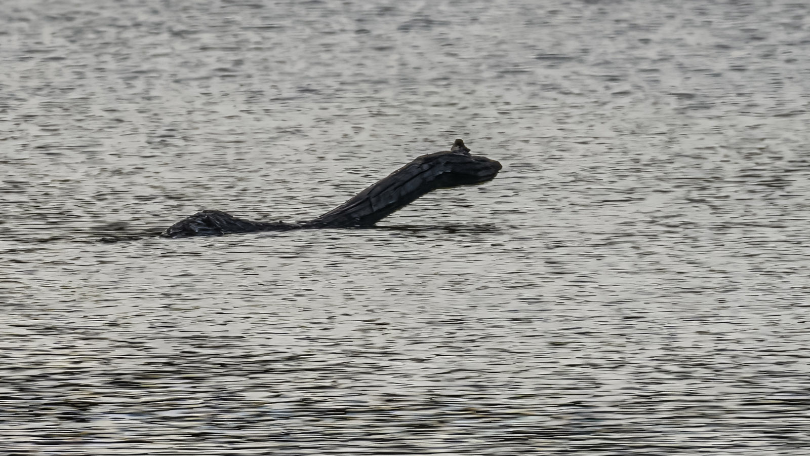 1938 Police Report Reveals Group Hunting Loch Ness Monster