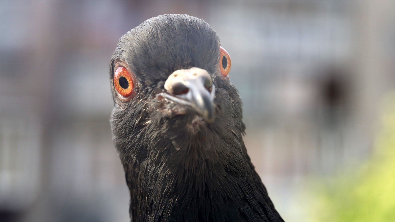 Pigeons Flying Around Cabin Cause Delay Of Delta Flight (Video)