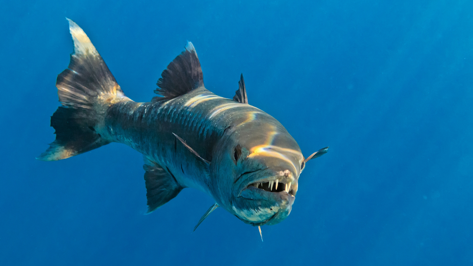 Florida Woman Believed To Be Victim Of Rare Barracuda Attack