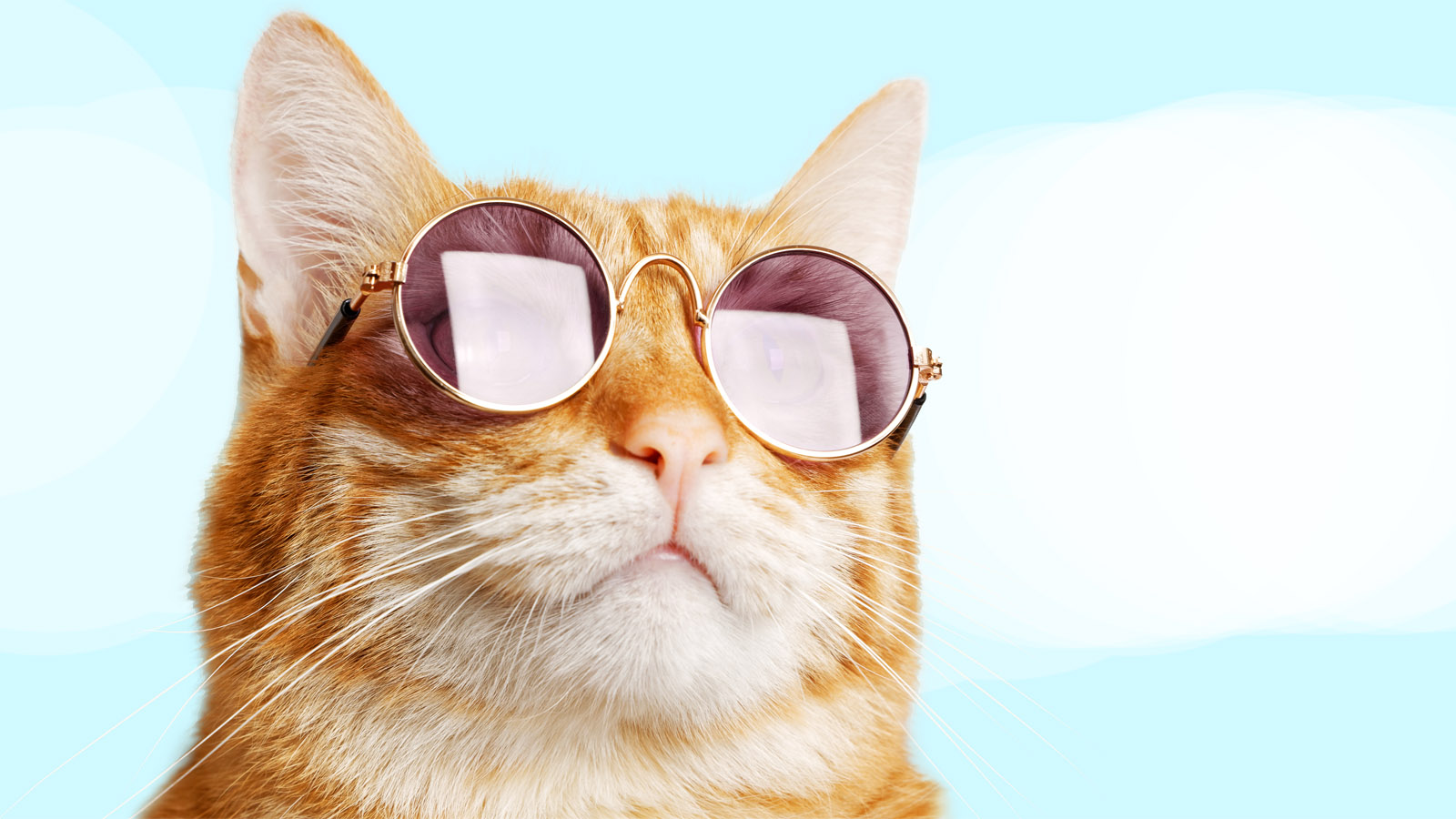 Drug-Smuggling Cat Busted Sneaking Cocaine, Weed Into Prison