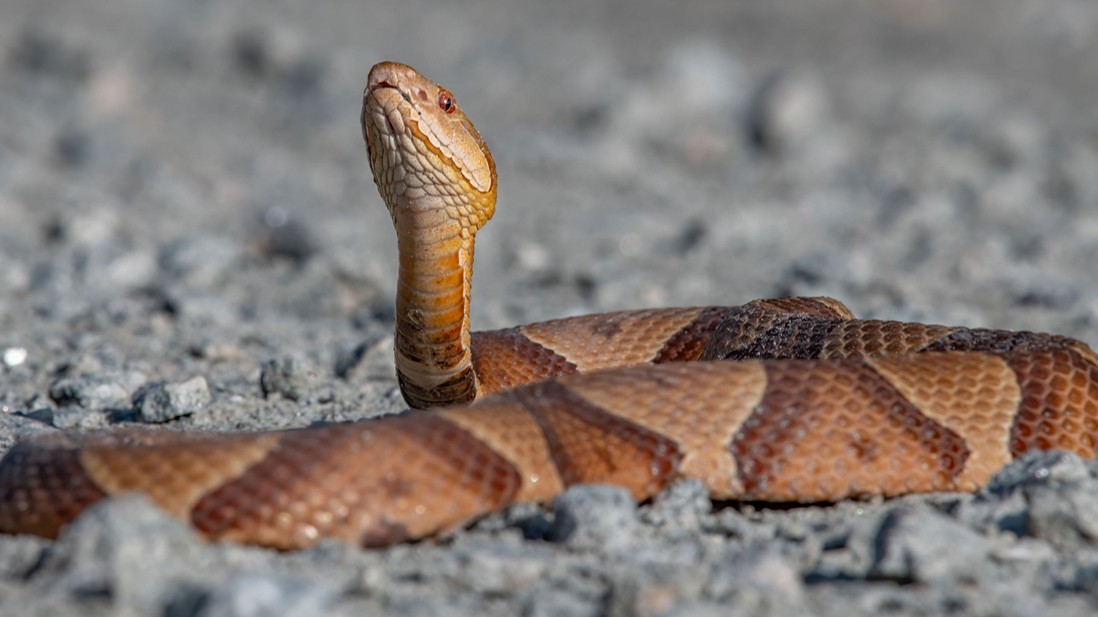 New Jersey Cyclist Suffers Gnarly Injury Trying To Rescue Venomous ...