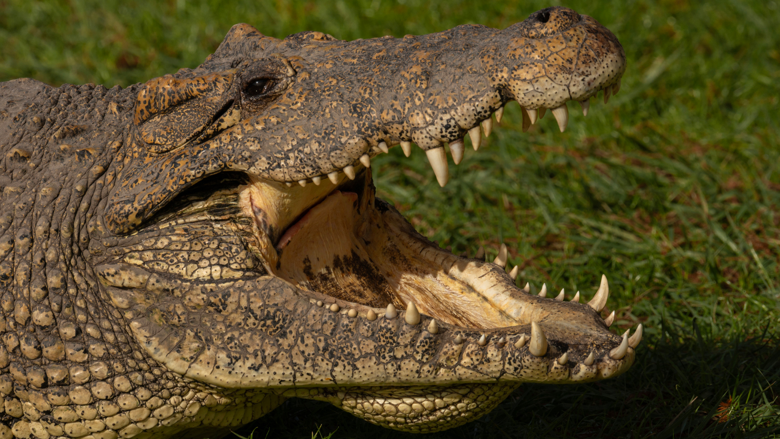 The Cuban Crocodile Is The Coolest Animal You've Never Heard Of