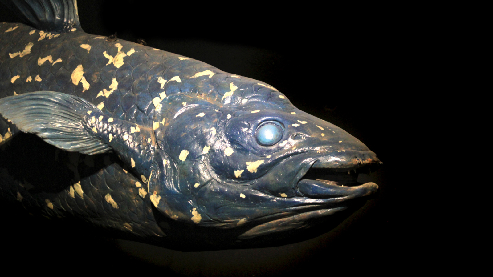 Extremely Rare Living Fossil Coelacanth Fish Spotted In Indonesia