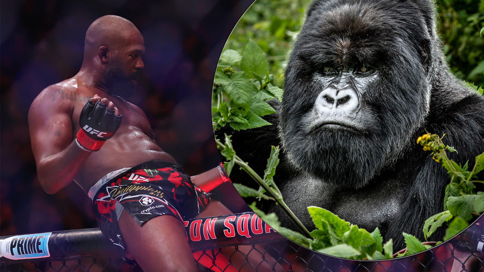 Jon Jones Shares His Take On The 100 Men Vs. 1 Gorilla Debate