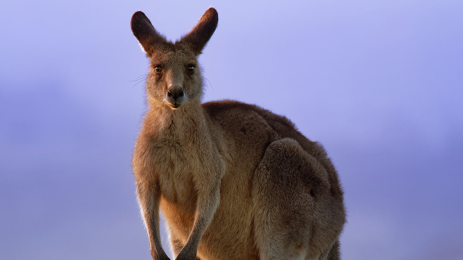 South Carolina Man's Death Linked To 'Suspected Kangaroo Fight'