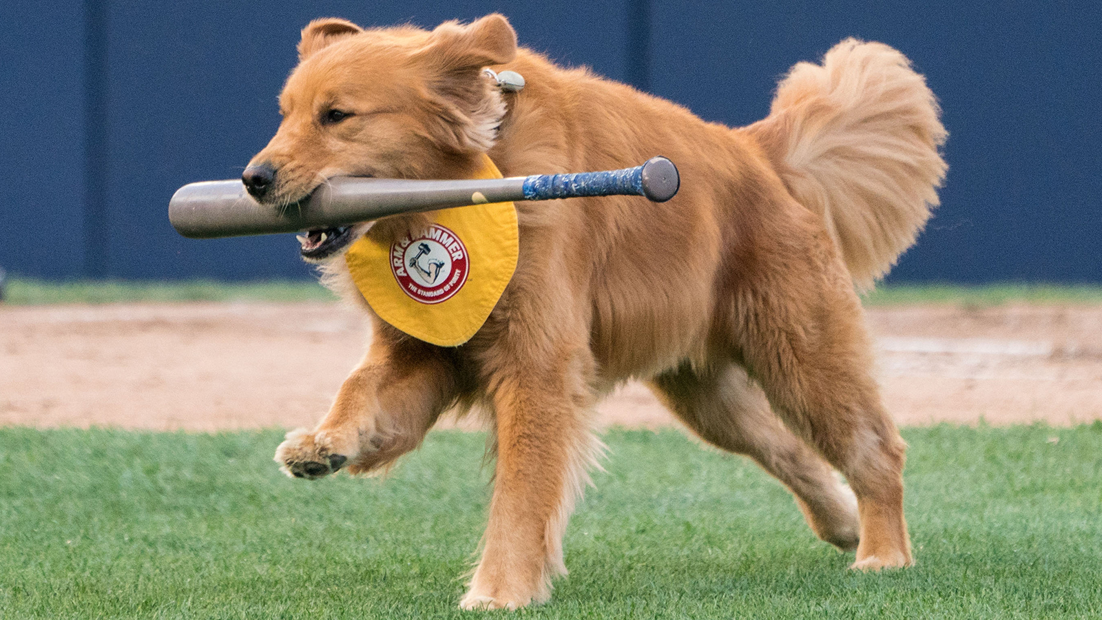 Minor League Staffer Picks Up Bat Dog's Poop With Bare Hand