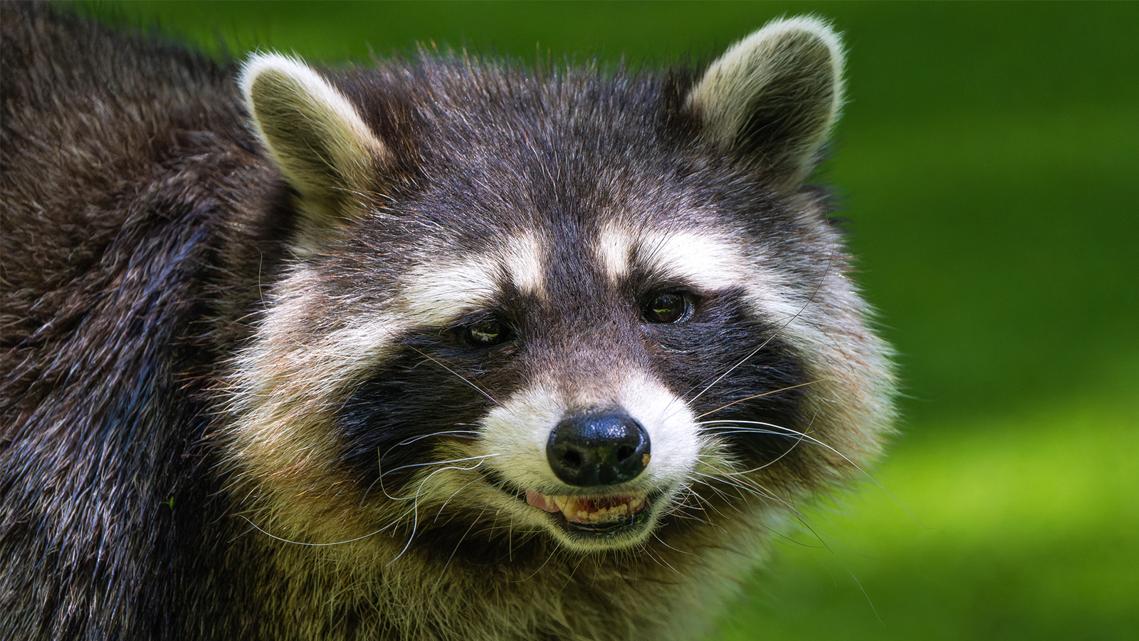 Pet Raccoon Holding A Meth Pipe Leads To Ohio Woman's Arrest