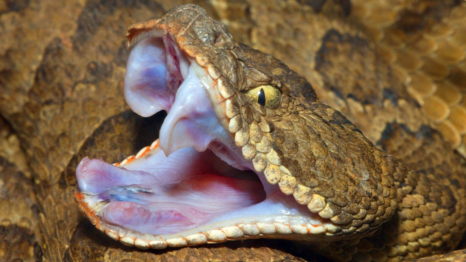 Blood Of Man Who Lets Snakes Bite Him May Be Key Antivenom