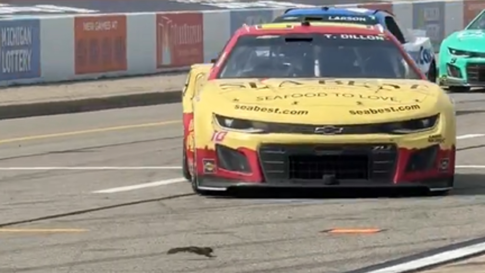 NASCAR Driver Ty Dillon Accidentally Runs Over Poor Squirrel