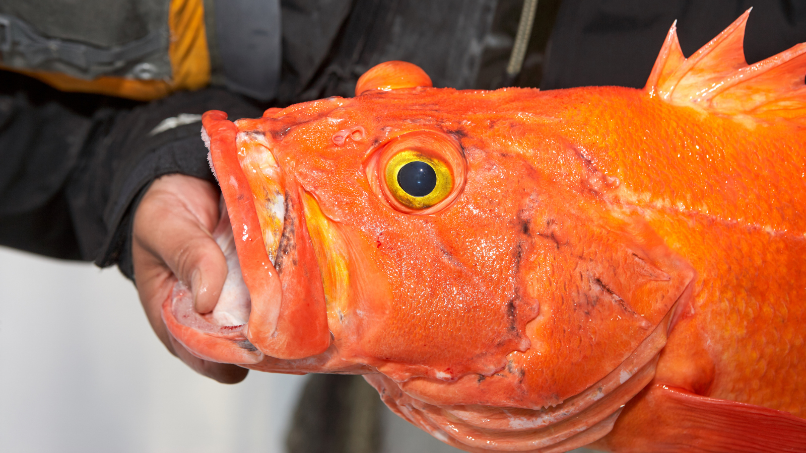 World Record Shortraker Rockfish Caught In Alaska Looks Mutant