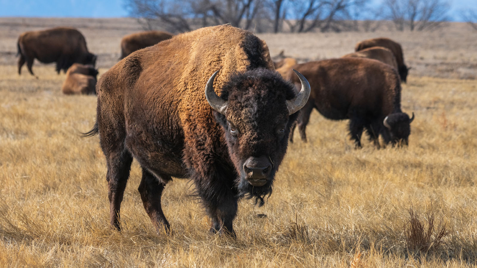 Another Tourist Got Gored By A Bison At Yellowstone