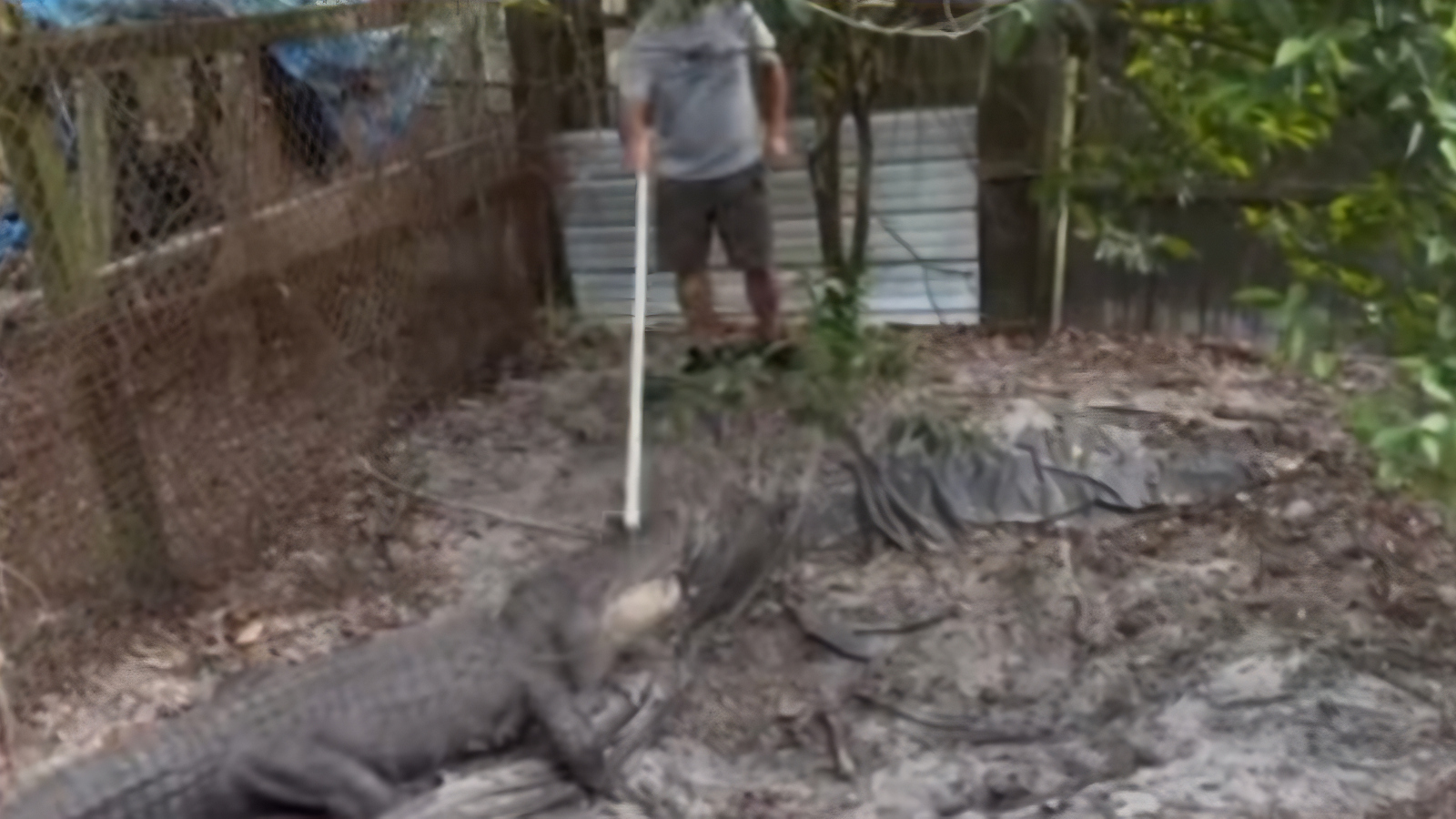 Florida Police Rescue 9-Foot Alligator At Drug House Used For Dog Fighting
