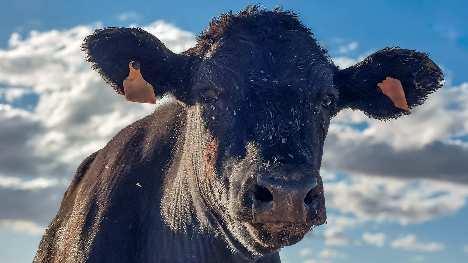 Australian Man Arrested For Cattle Theft Had $100K In Bull Semen