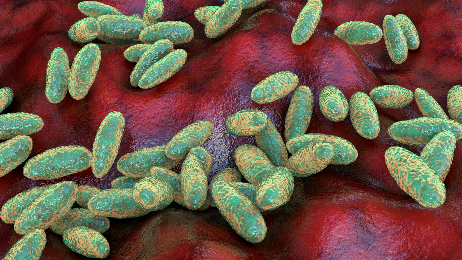 The Plague Is Back: Is It Time For You To Worry?