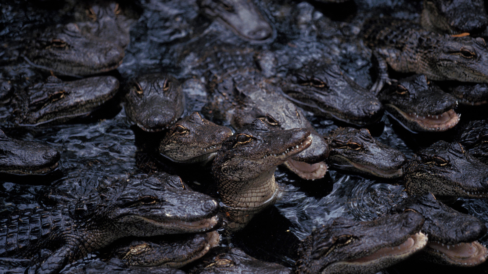 'Congregation' Of 300 Alligators Seen At Okefenokee Swamp