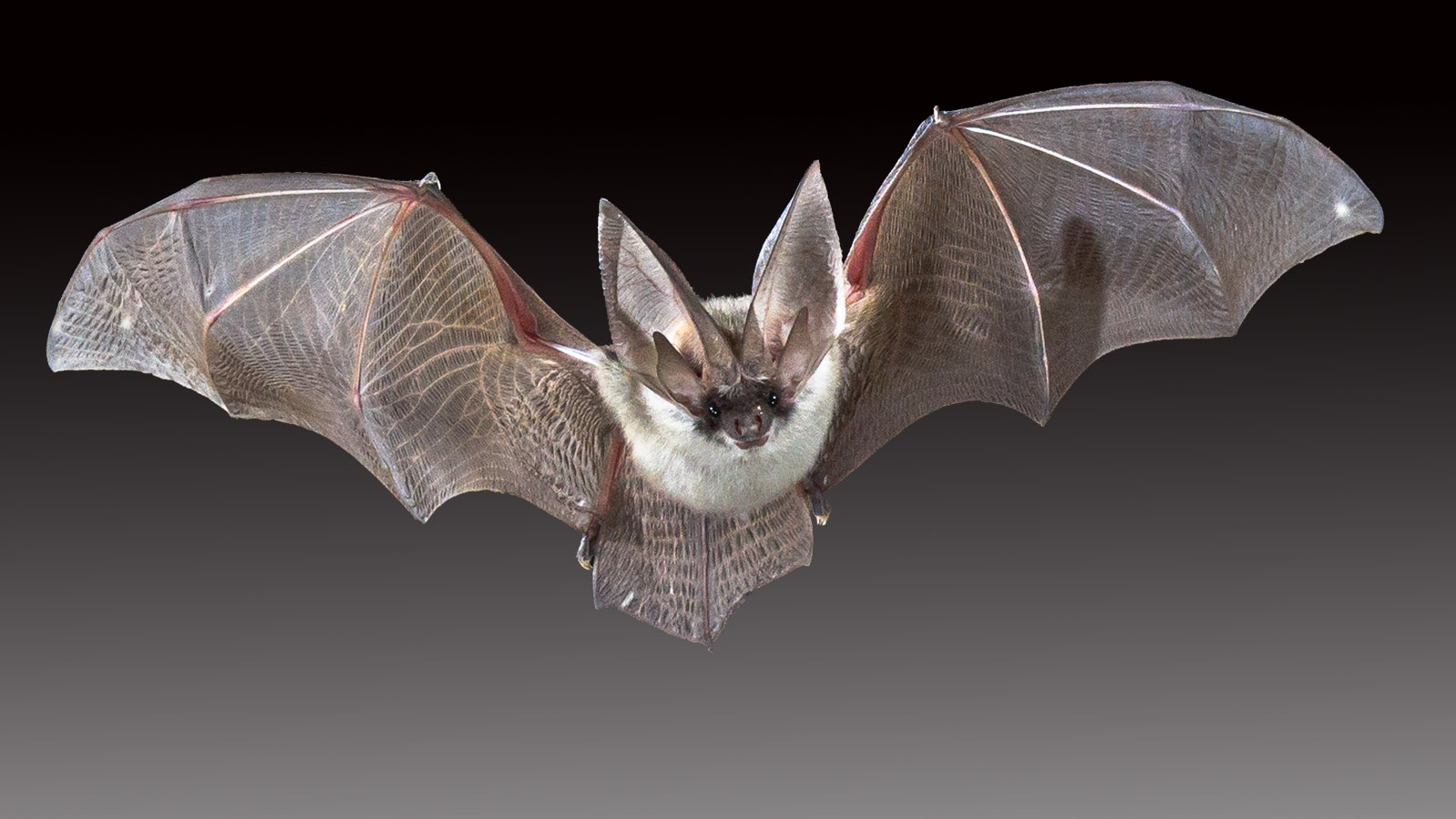 20 Never-Before-Seen Viruses Discovered In Bats In China