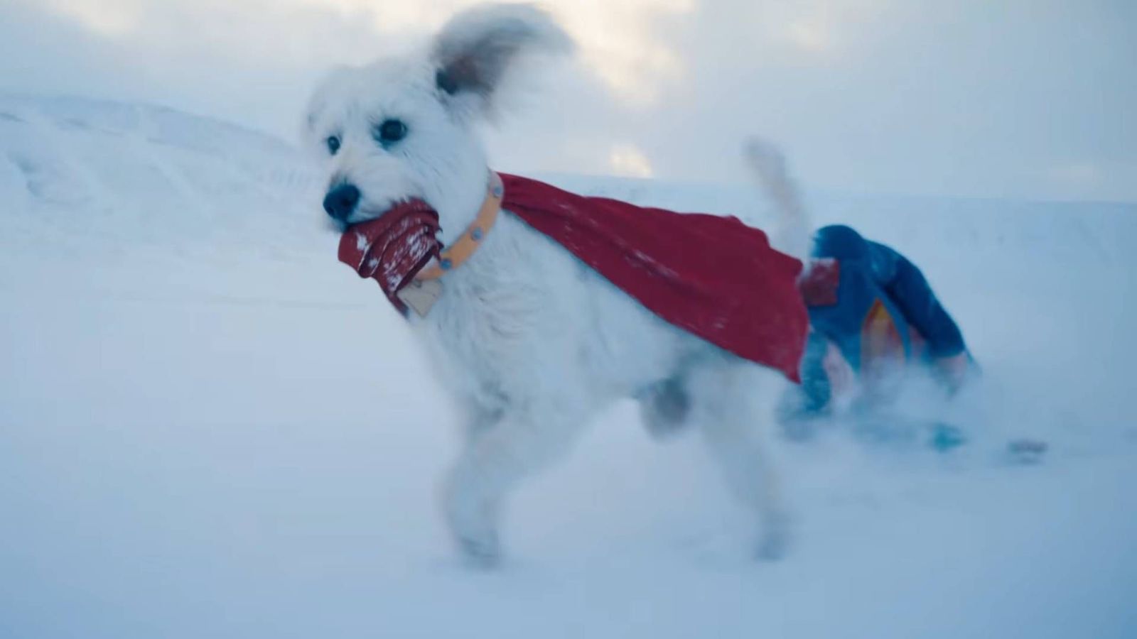 Searches For Dog Adoptions Spike Thanks To Krypto In 'Superman'