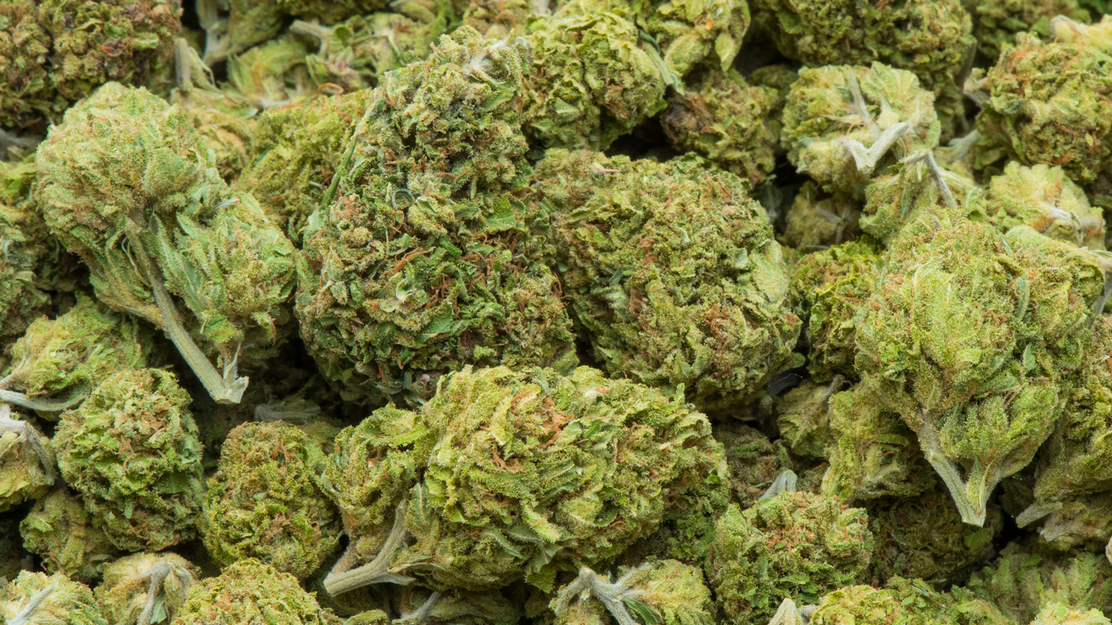 Influencer Charged For Trying To Smuggle $3M Worth Of Marijuana