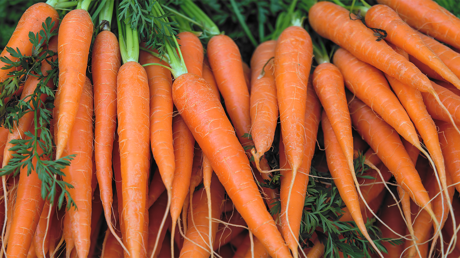 CBP Agents Seize $15M Of Meth Hidden In Shipment Of Carrots