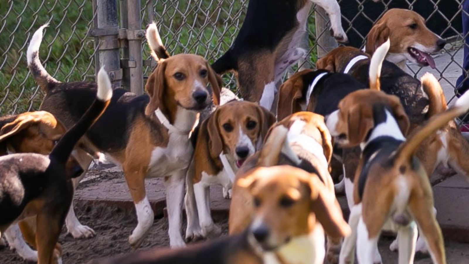 Ranking 17 Most Popular Dog Breeds In America Based On Vibes