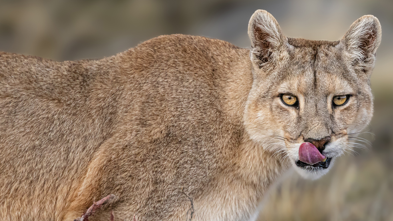 Texas Hikers Have Unnerving Encounter With Mountain Lion