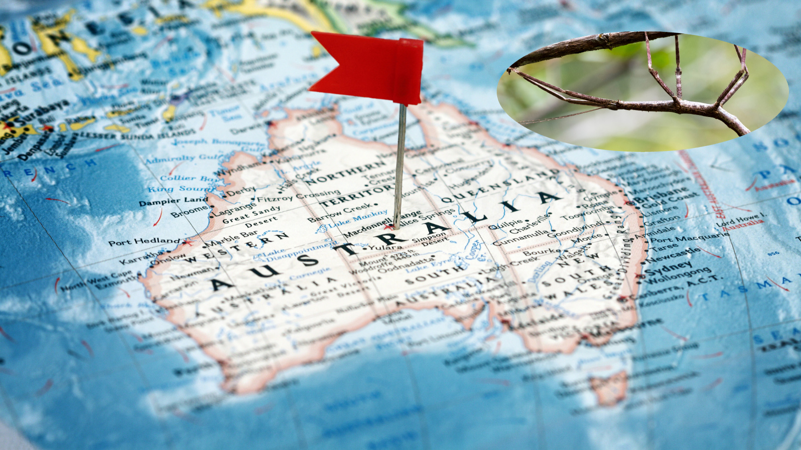 New Species Of Stickbug Discovered In Australia Is 15 Inches