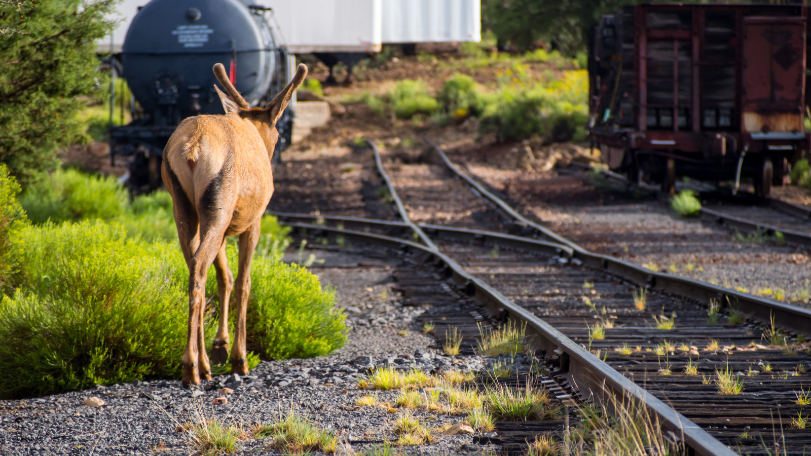 16 Weird Animal Laws That Still Exist In America Today