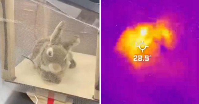 Florida Deploying Robot Rabbits In Battle Against Invasive Pythons