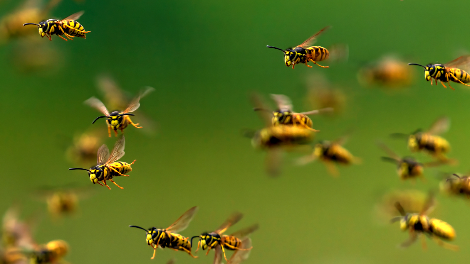 Scientists Bioengineered Cyborg Bees They Can Control Remotely