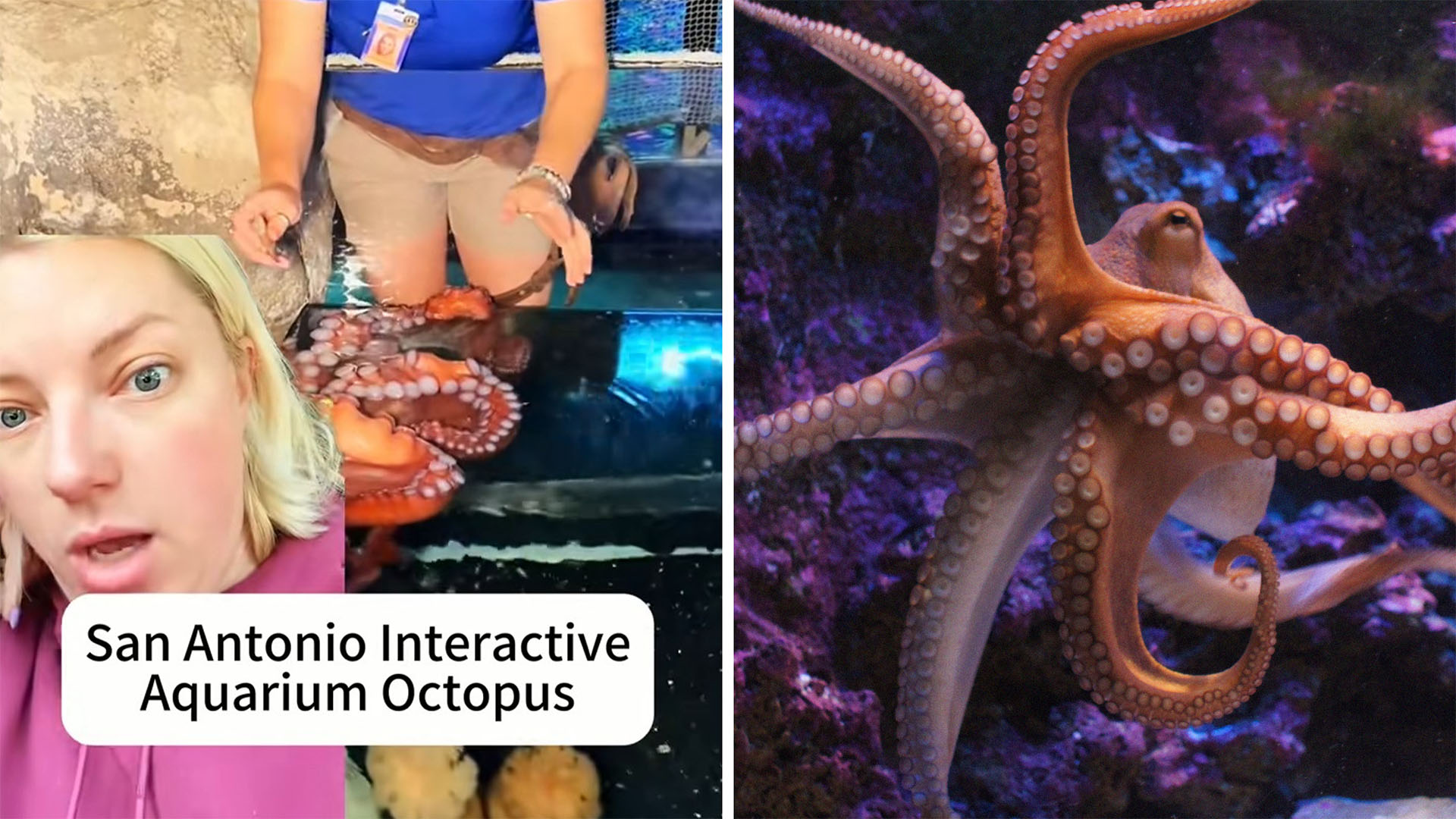 Is The San Antonio Aquarium Octopus Dangerous?
