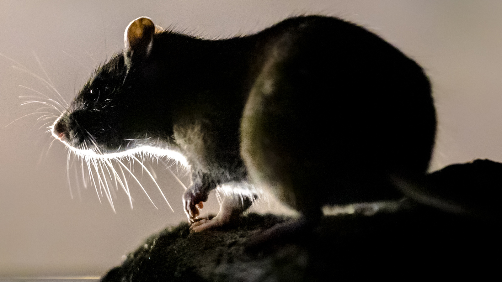 Giant Rat Size Of A Small Dog Captured: 'And It's Not A One-Off'