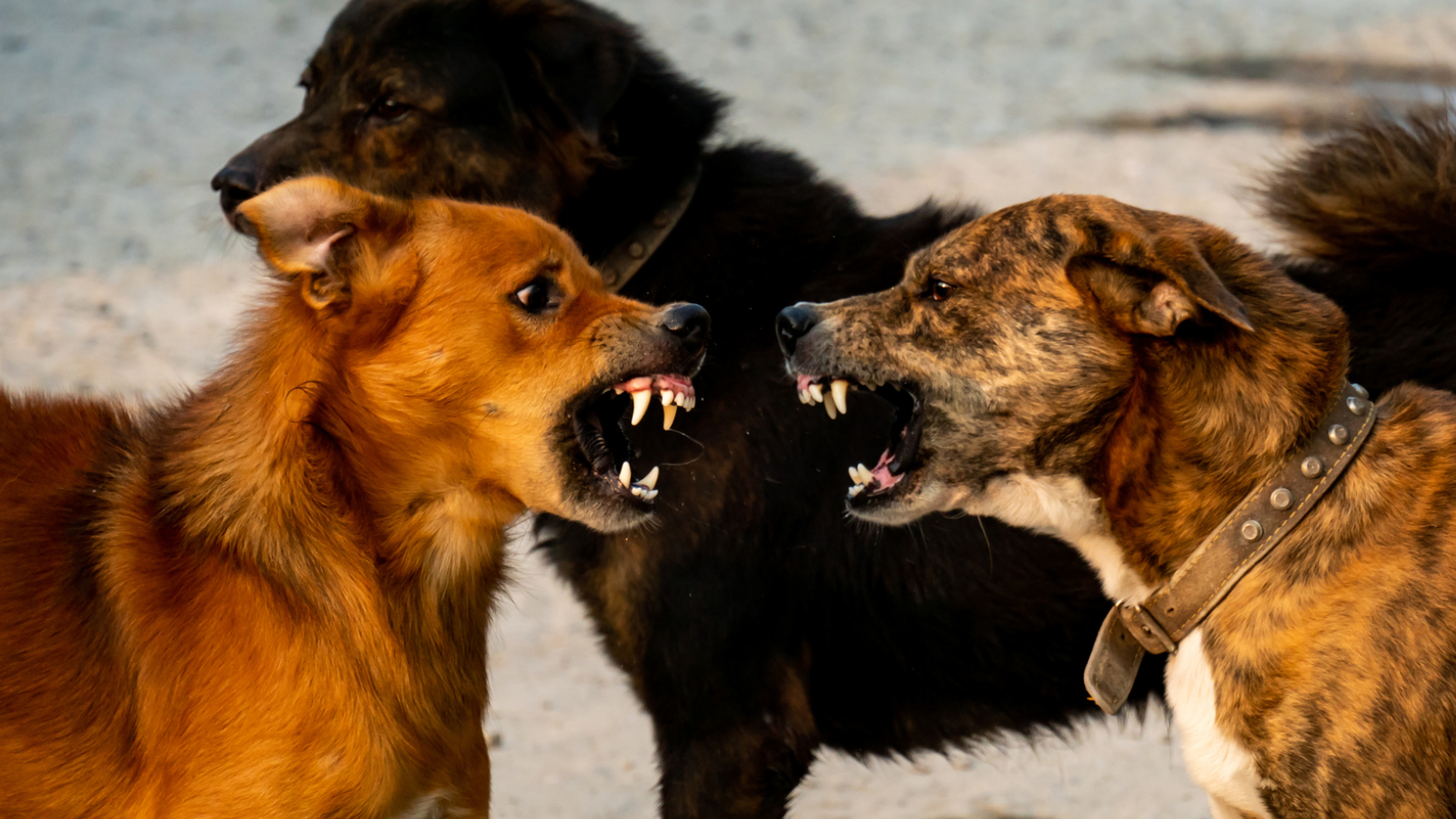 Texas Town Terrorized By Roving Pack Of Feral Dogs