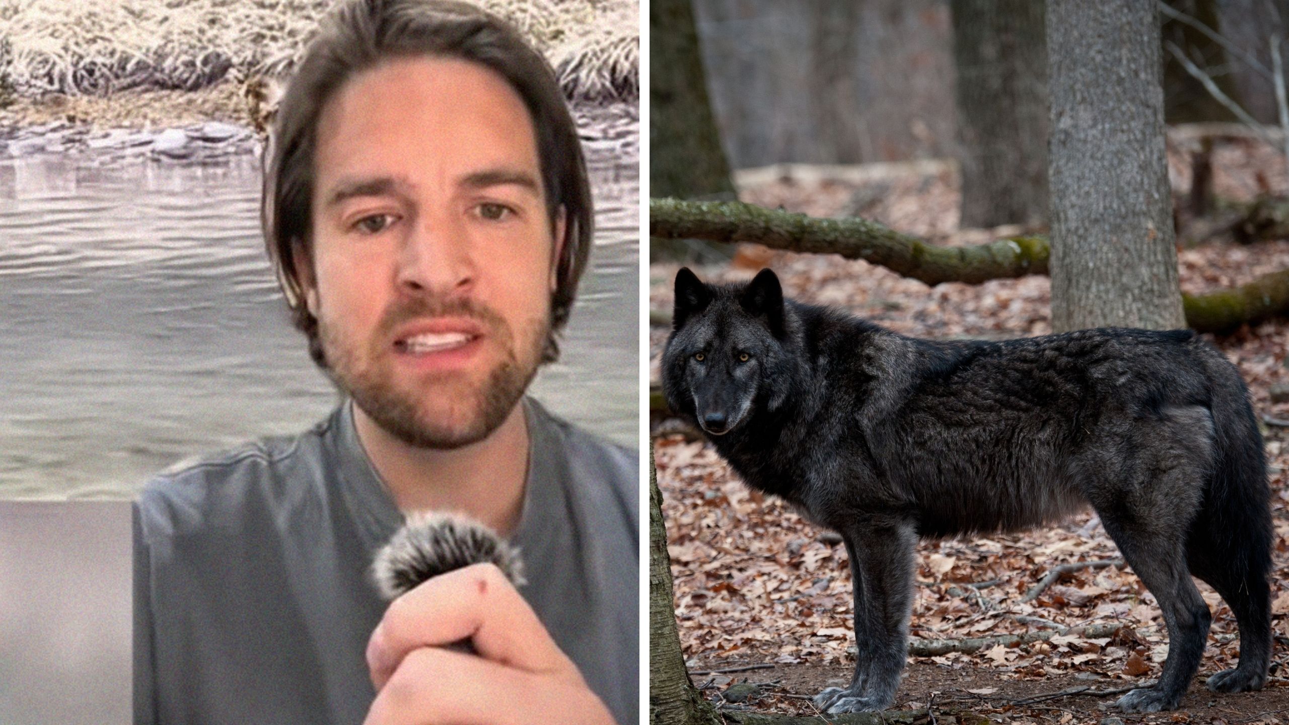 Indigenous Prophecy? Black Wolf Spotted At Yellowstone