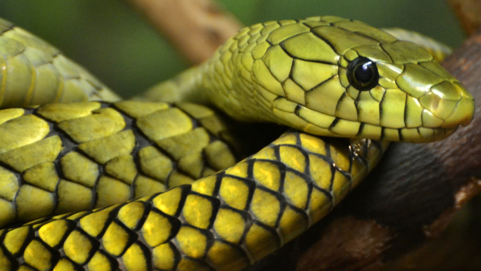 Kentucky EMTs In Trouble For Using Antivenom To Save Man's Life