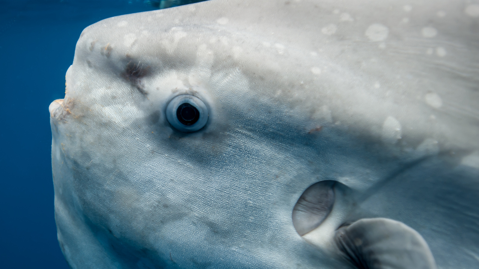 Ultra Rare 6ft Mola Tecta Fish Found In Bodega Bay, California