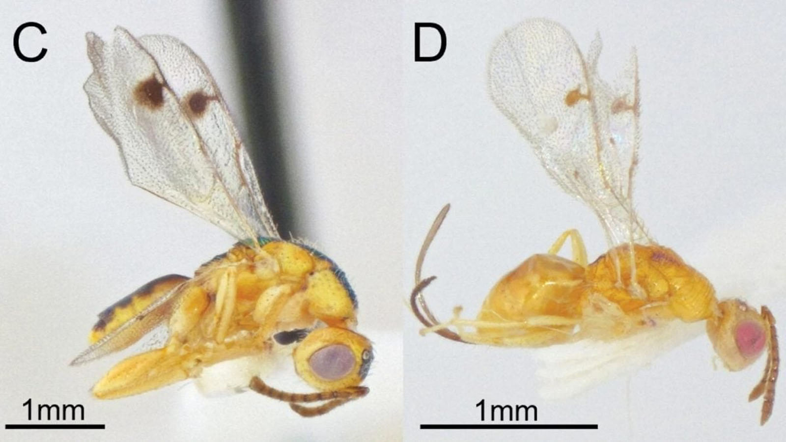 Scientists Discover Parasitic Wasps For The First Time In The U.S.