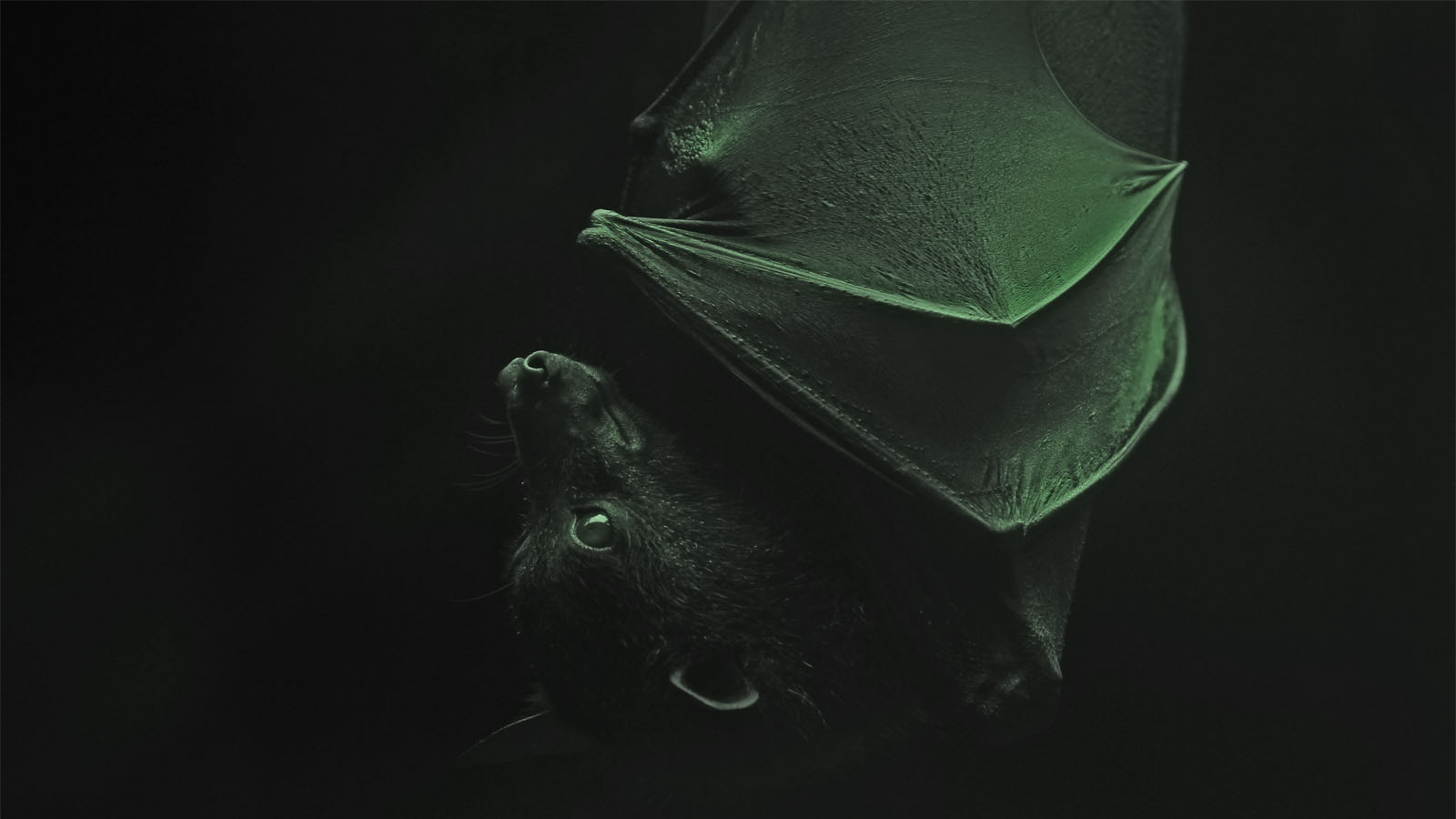 Scientists Have Discovered Some Bats Glow In The Dark