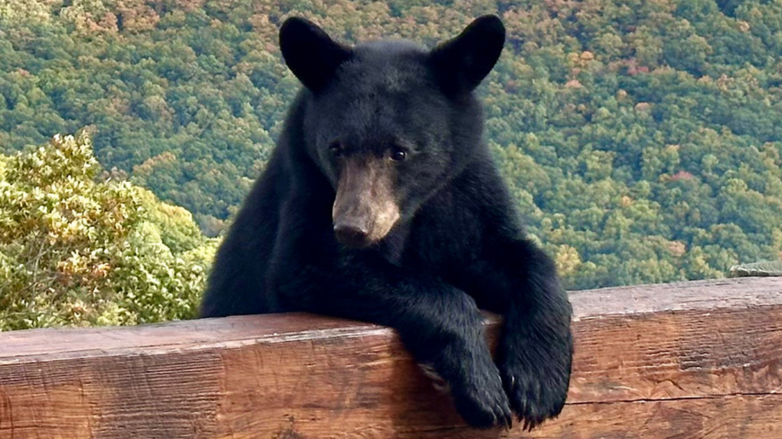 Wild Bear Invades California Zoo And Hangs Out With Other Bears