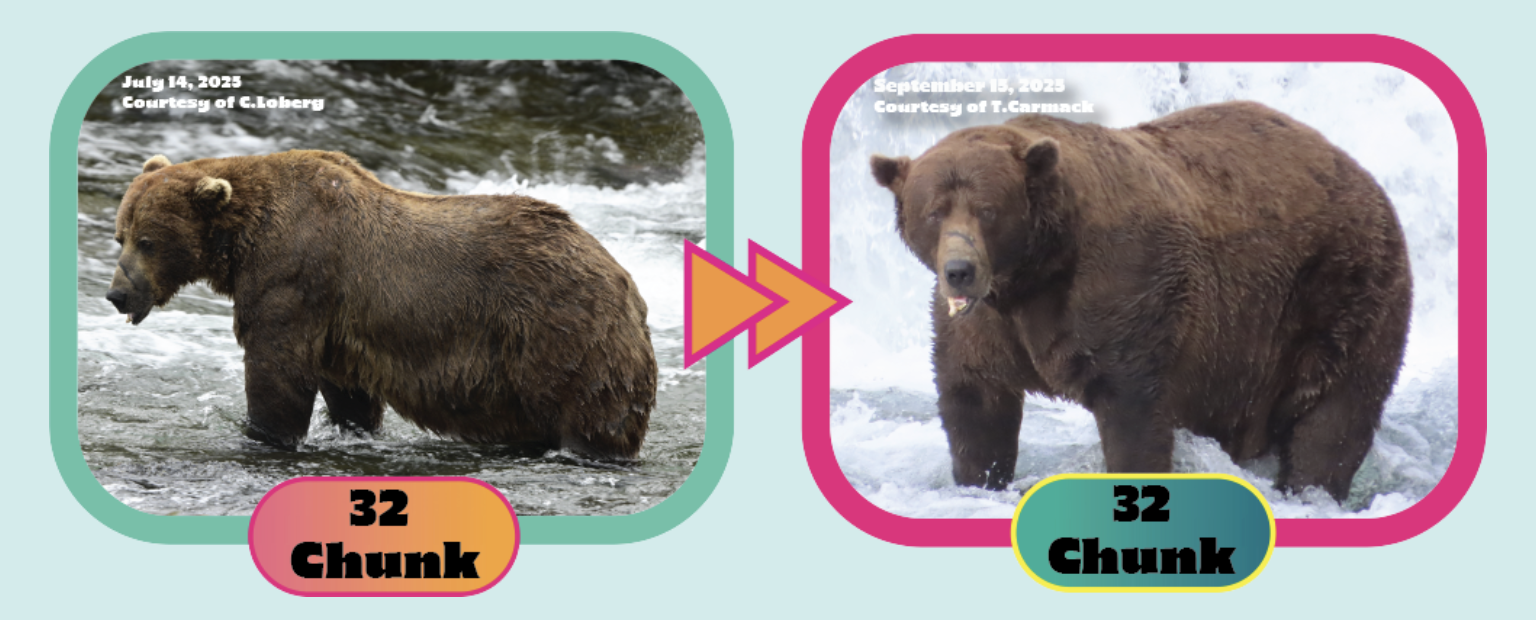 'Chunk' Overcomes Broken Jaw To Win Fat Bear Week Crown