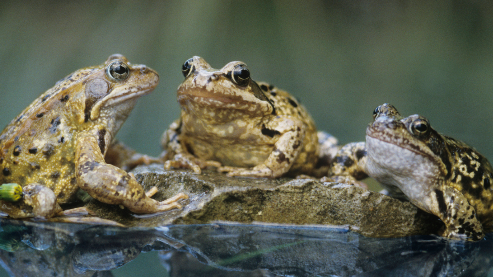 Chinese Woman Hospitalized After Eating Live Frogs For Pain