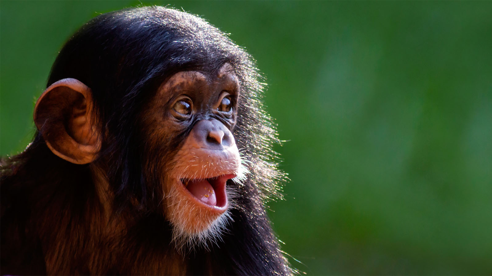Monkey Gets Loose, Causes Mayhem At Spirit Halloween Store