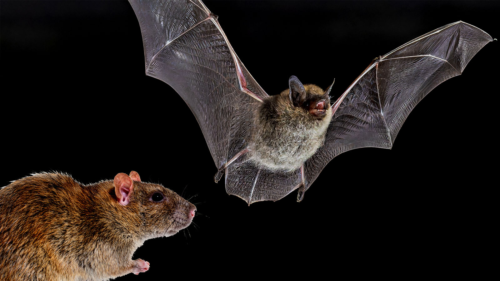 Rats Have Figured Out How To Snatch Bats Right Out Of Midair