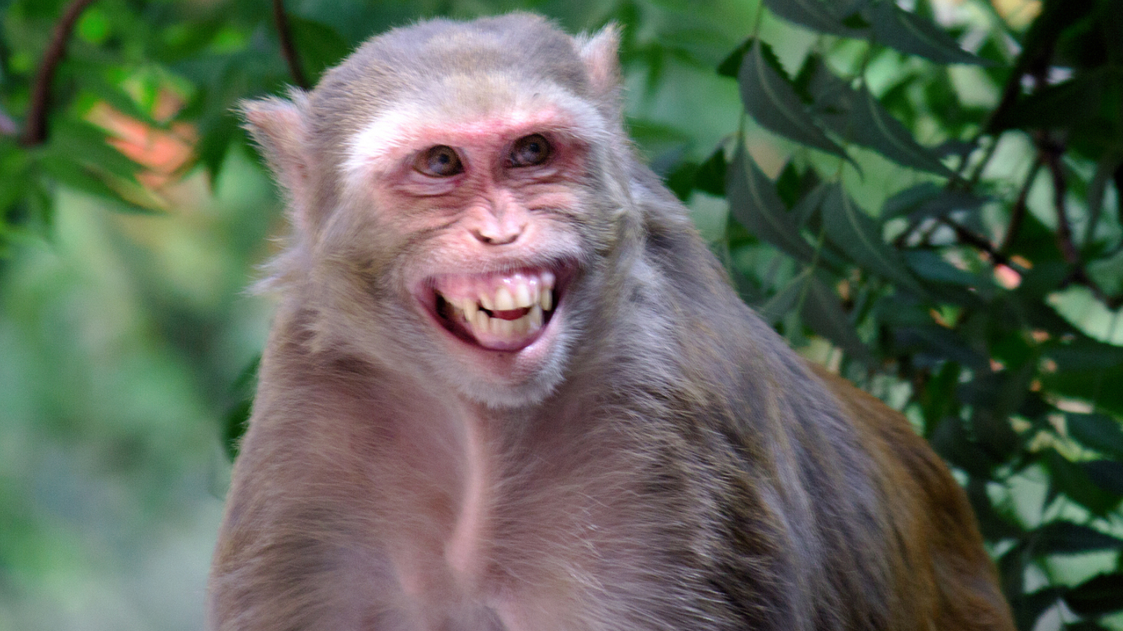 Mississippi Woman Who Shot Fugitive Monkey Won't Be Charged