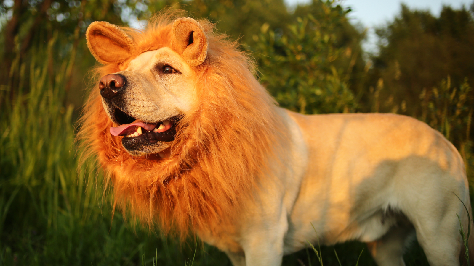 'Lion' Spotted In Ireland Was Just A Dog With A Haircut