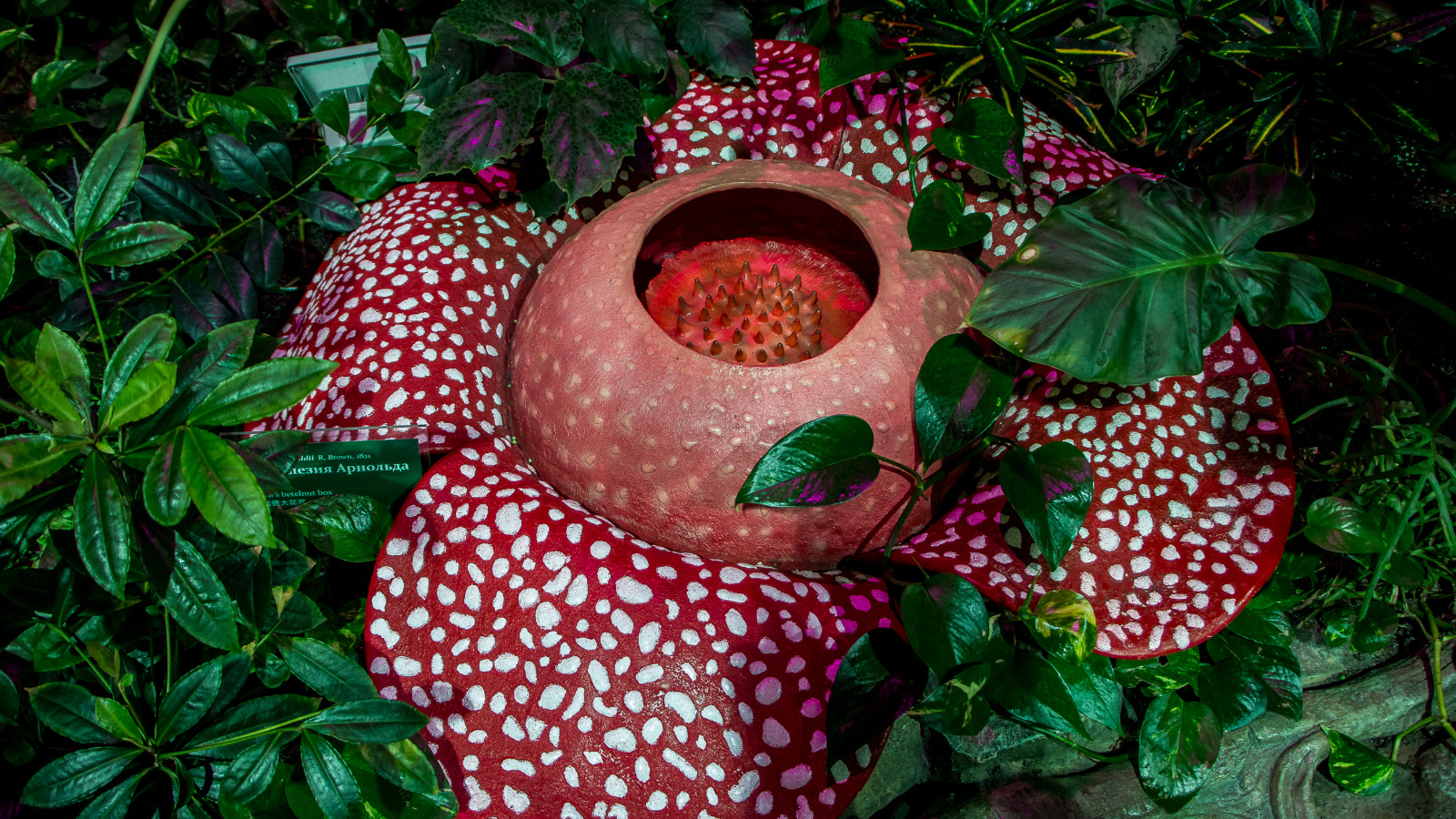 Biologist Brought To Tears By Ultra-Rare Rafflesia Hasseltii Plant