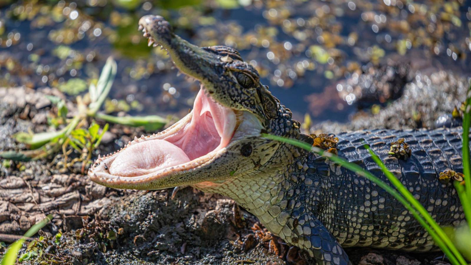 Tiny Alligator Filmed On Banks Of Charles River In Boston